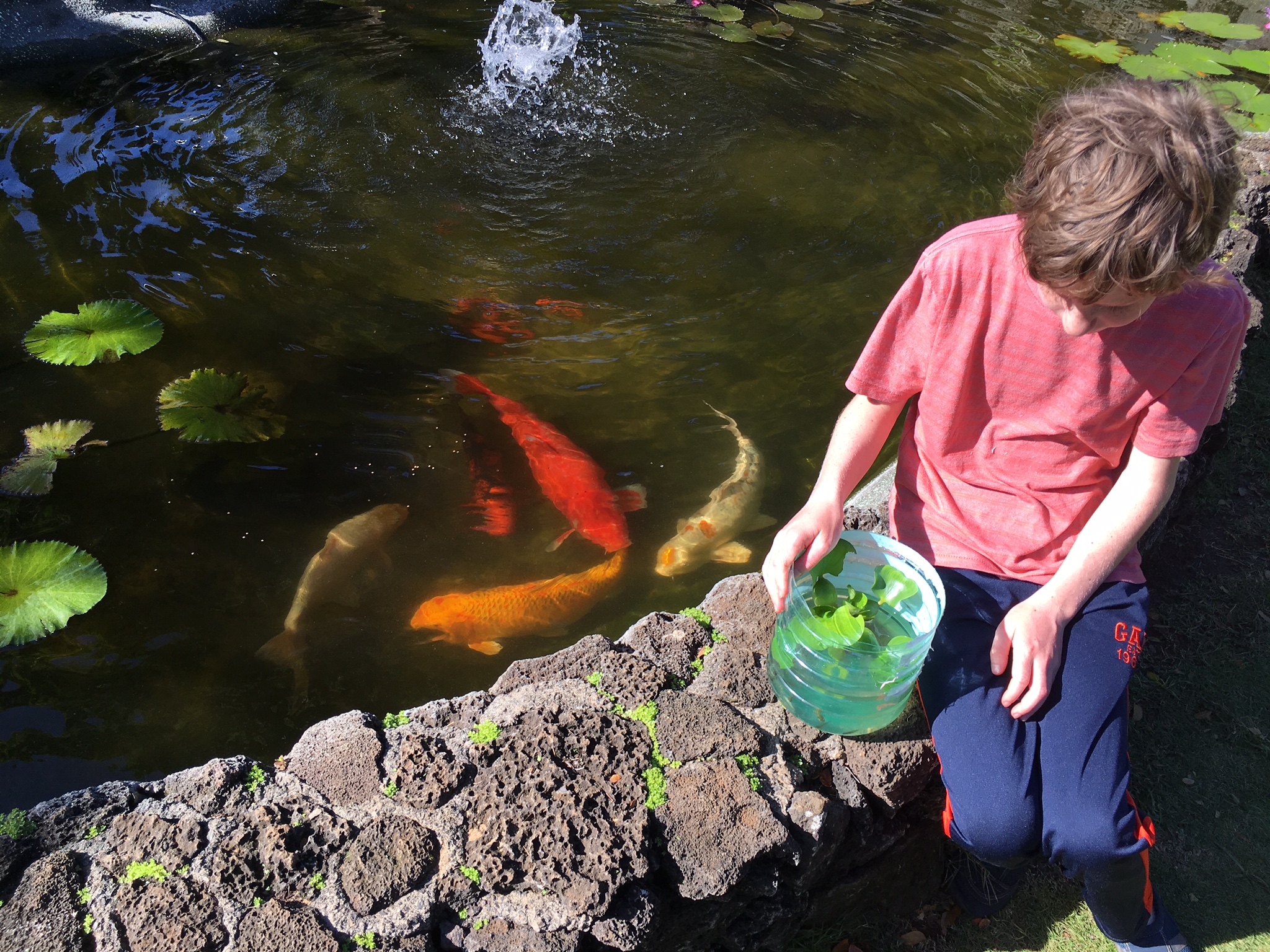 The kindness of the Kaua’i koi pond gardener – Greg Lamm